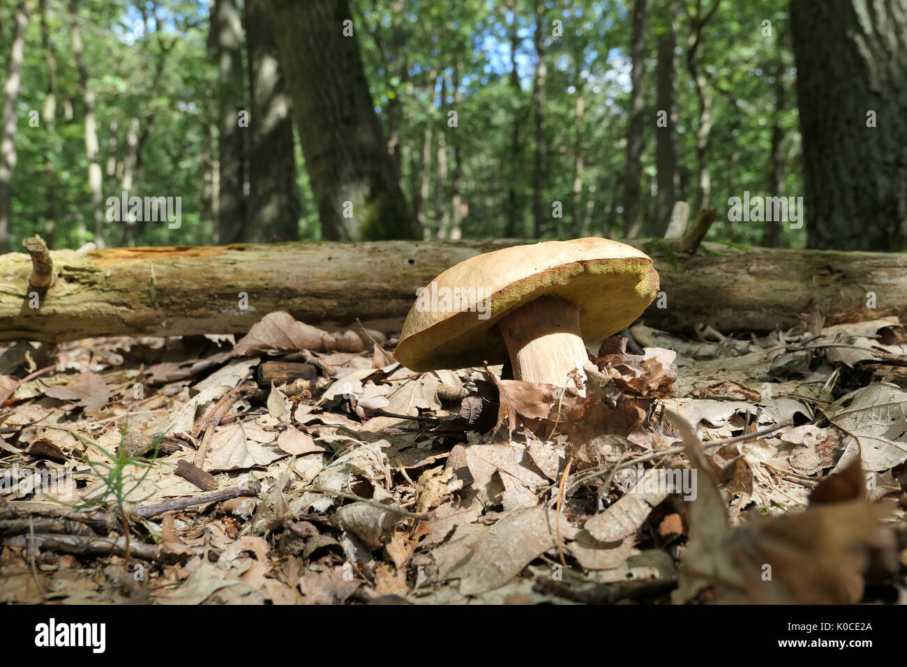 Penny tree hi-res stock photography and images - Alamy