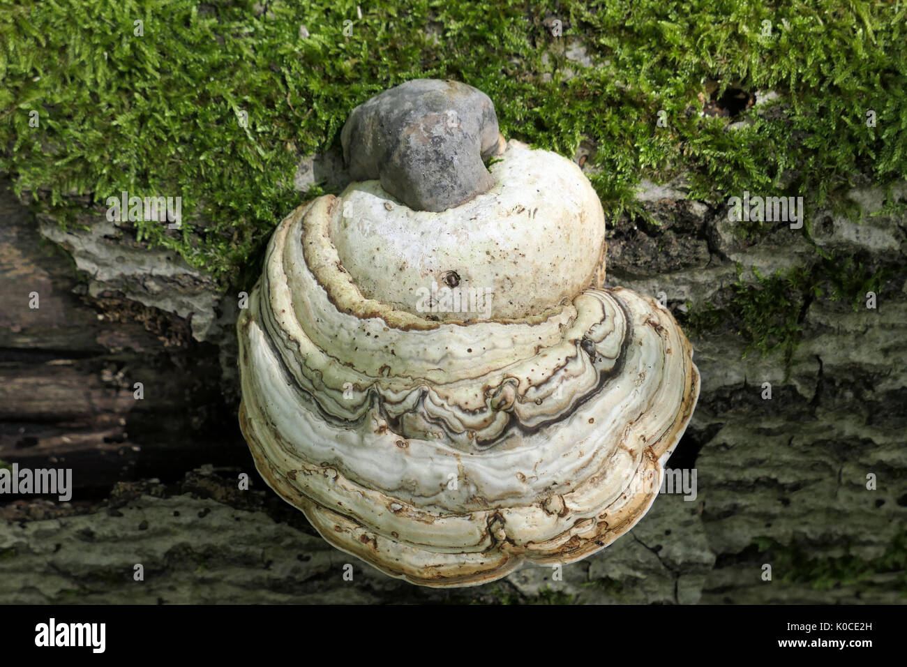 Fungus in oak tree stump hi-res stock photography and images - Alamy