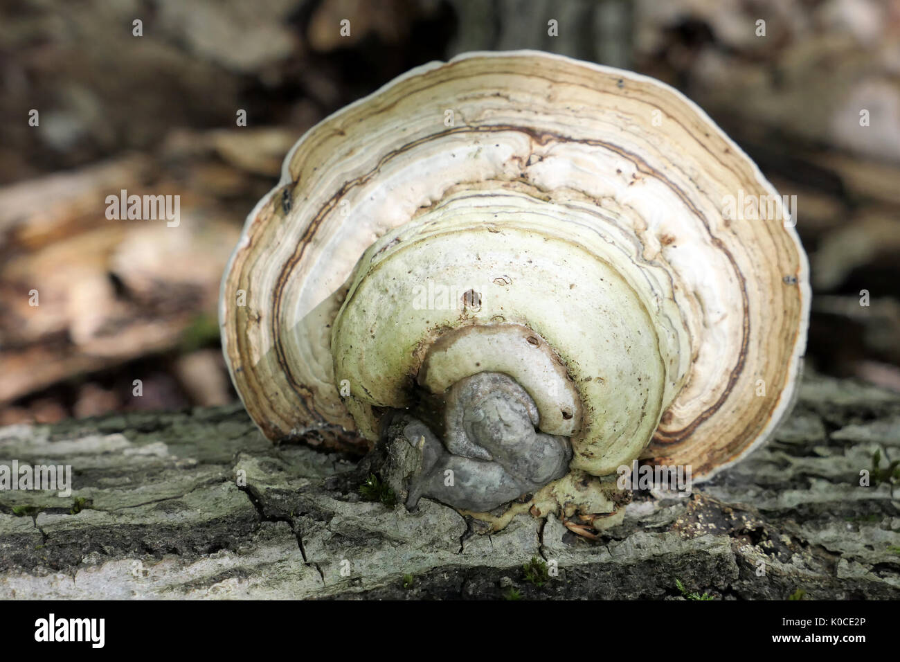 tinder fungus (Fomes fomentarius) on an old oak tree trunk laying in ...