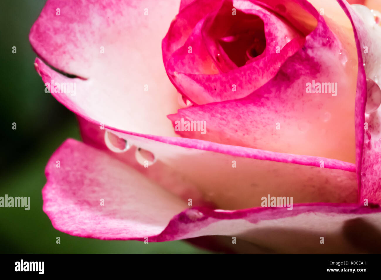 Detail of head of small red rose. Small flower with drops of water ...