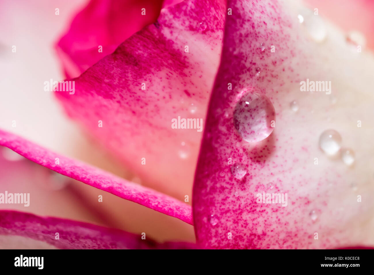 Detail of head of small red rose. Small flower with drops of water ...