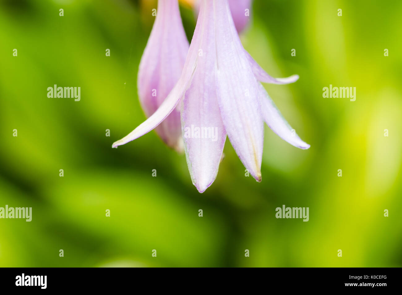 Beautiful head of violet flower. Violet bloom looking down. Detailed ...