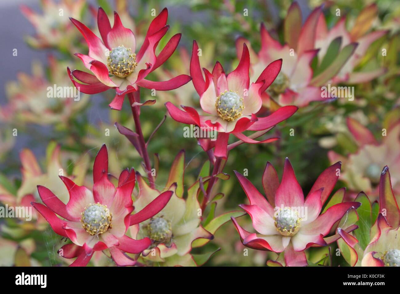 Protea - leucadendron senorita Red Flowers Stock Photo - Alamy