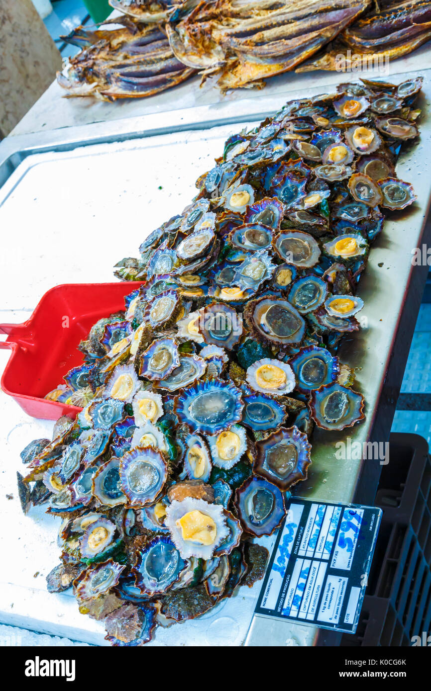 Limpet portrait hi-res stock photography and images - Alamy