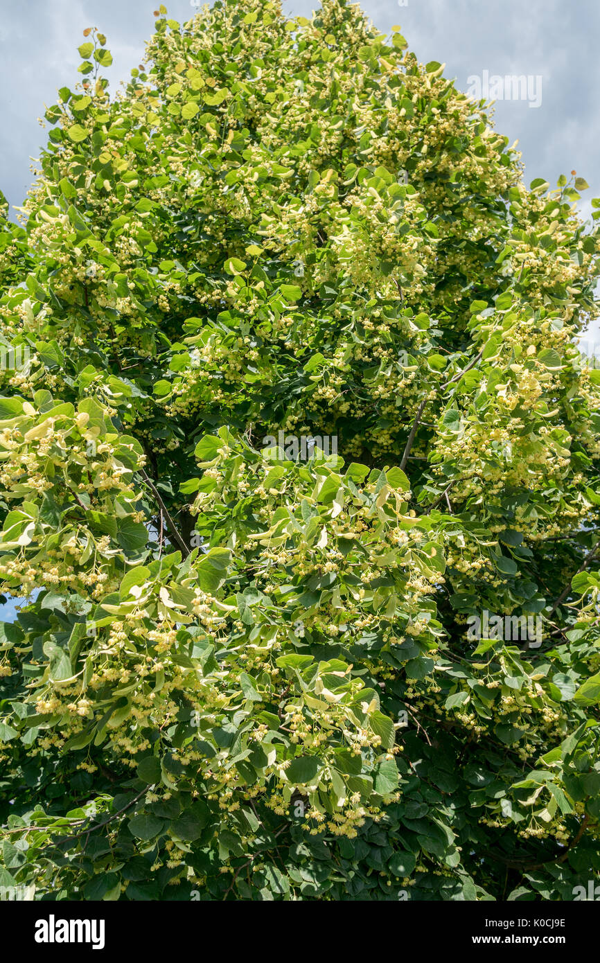 Linden tree in blossom. Nature background Stock Photo - Alamy