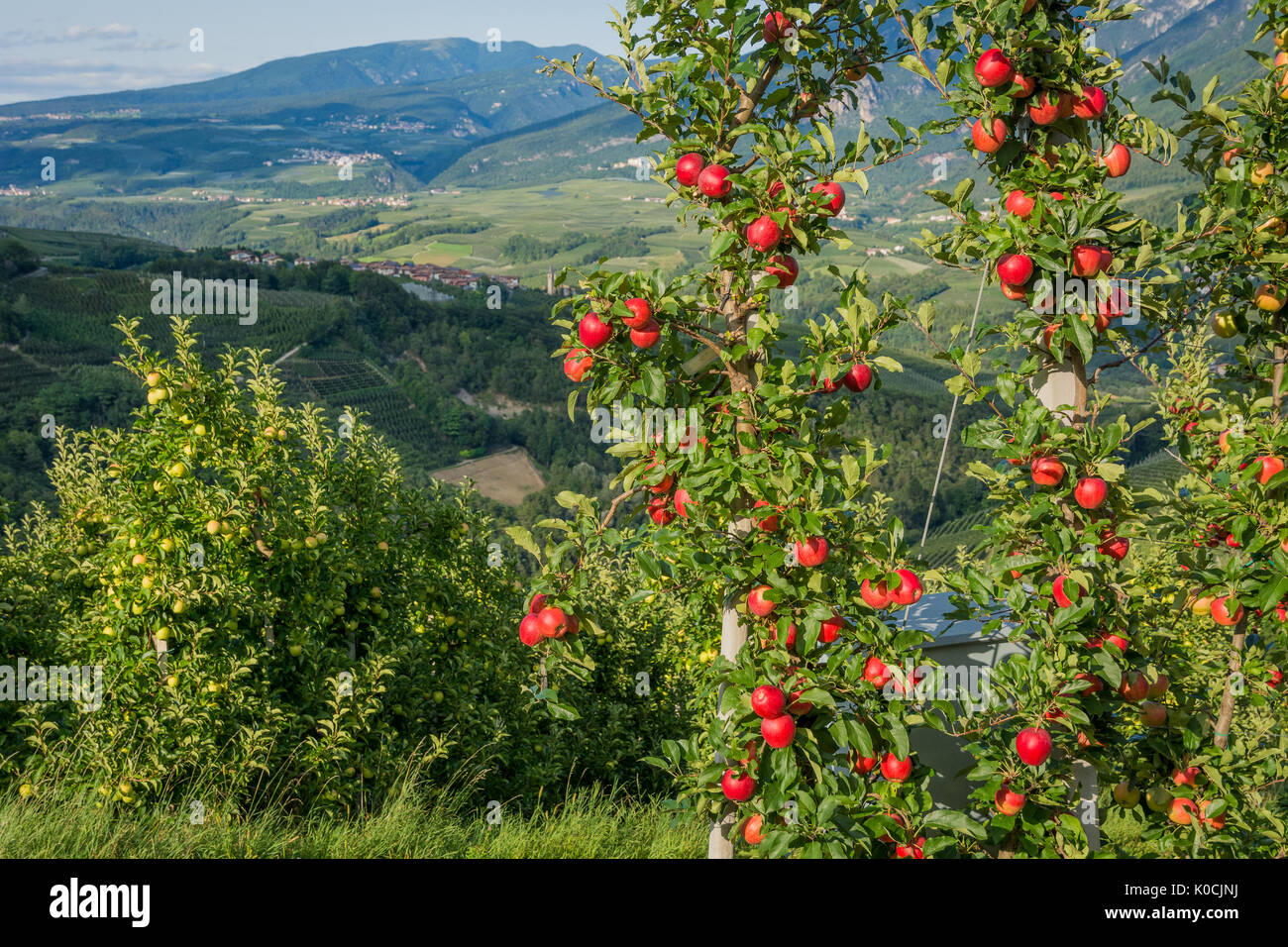 Vast orchards hi-res stock photography and images - Alamy