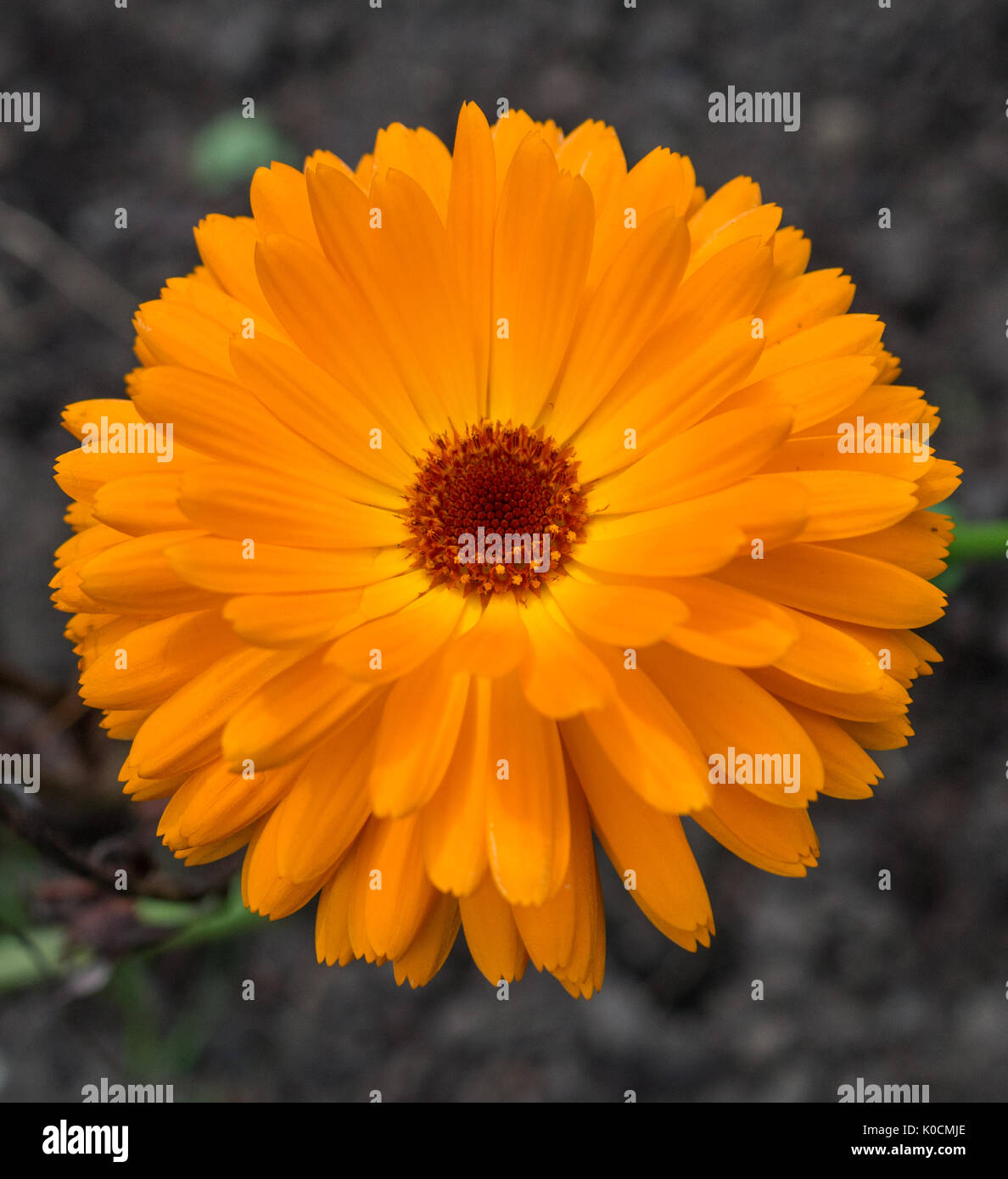 Field marigold flower hi-res stock photography and images - Alamy