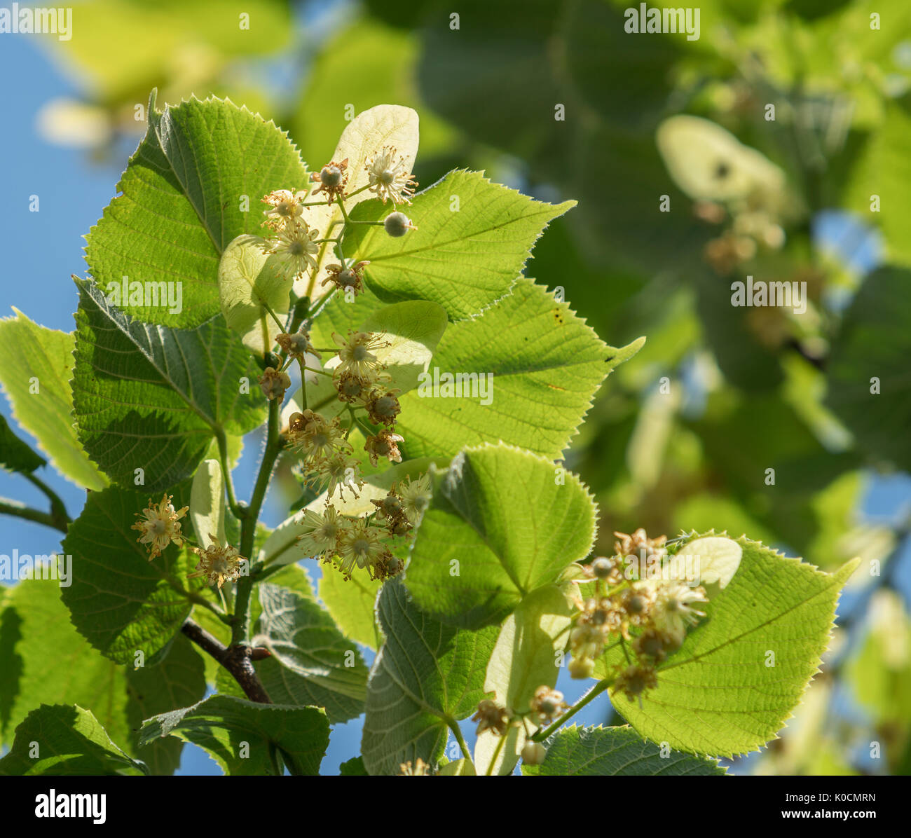 Linden tree in blossom. Nature background Stock Photo - Alamy