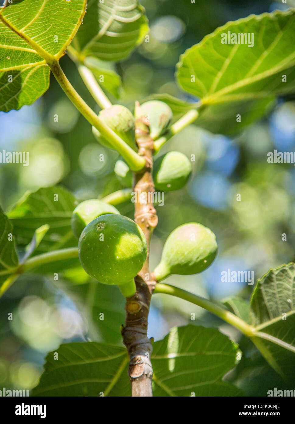 Ripe fig fruits on the tree Stock Photo - Alamy