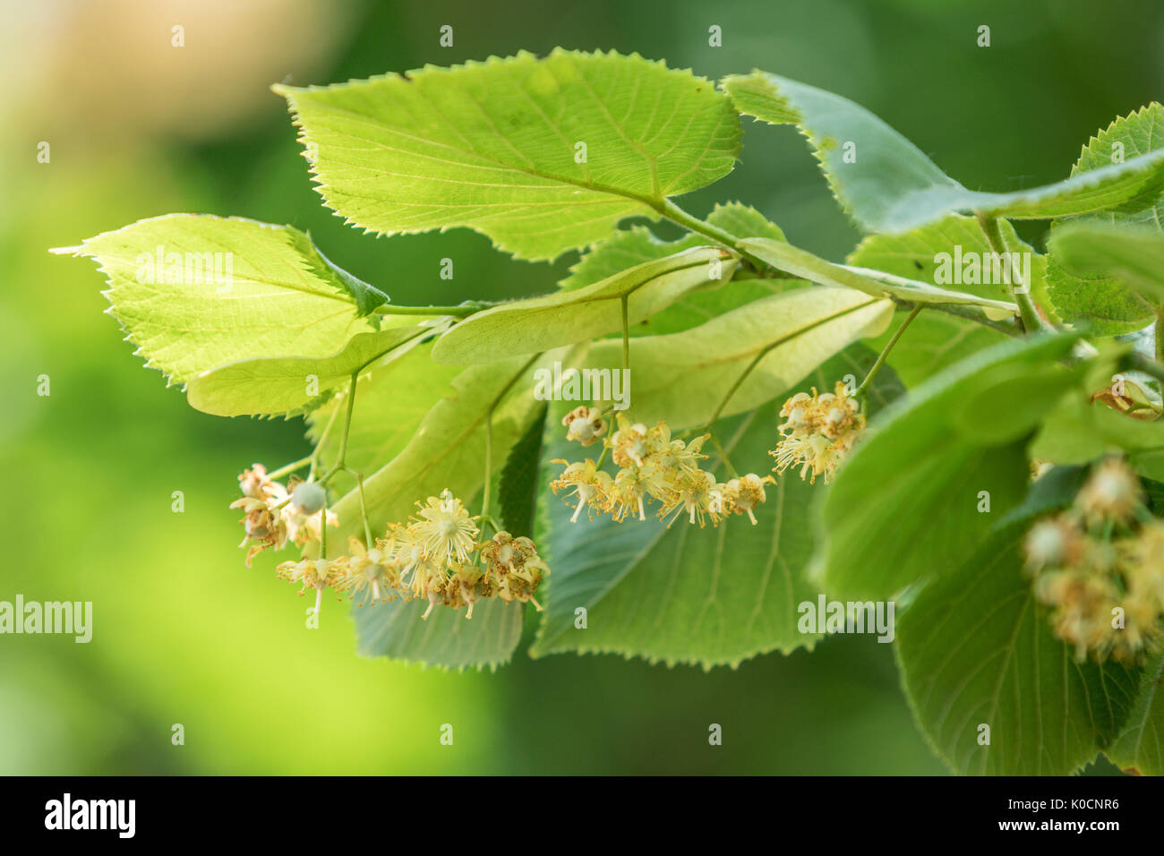 Linden tree in blossom. Nature background Stock Photo - Alamy