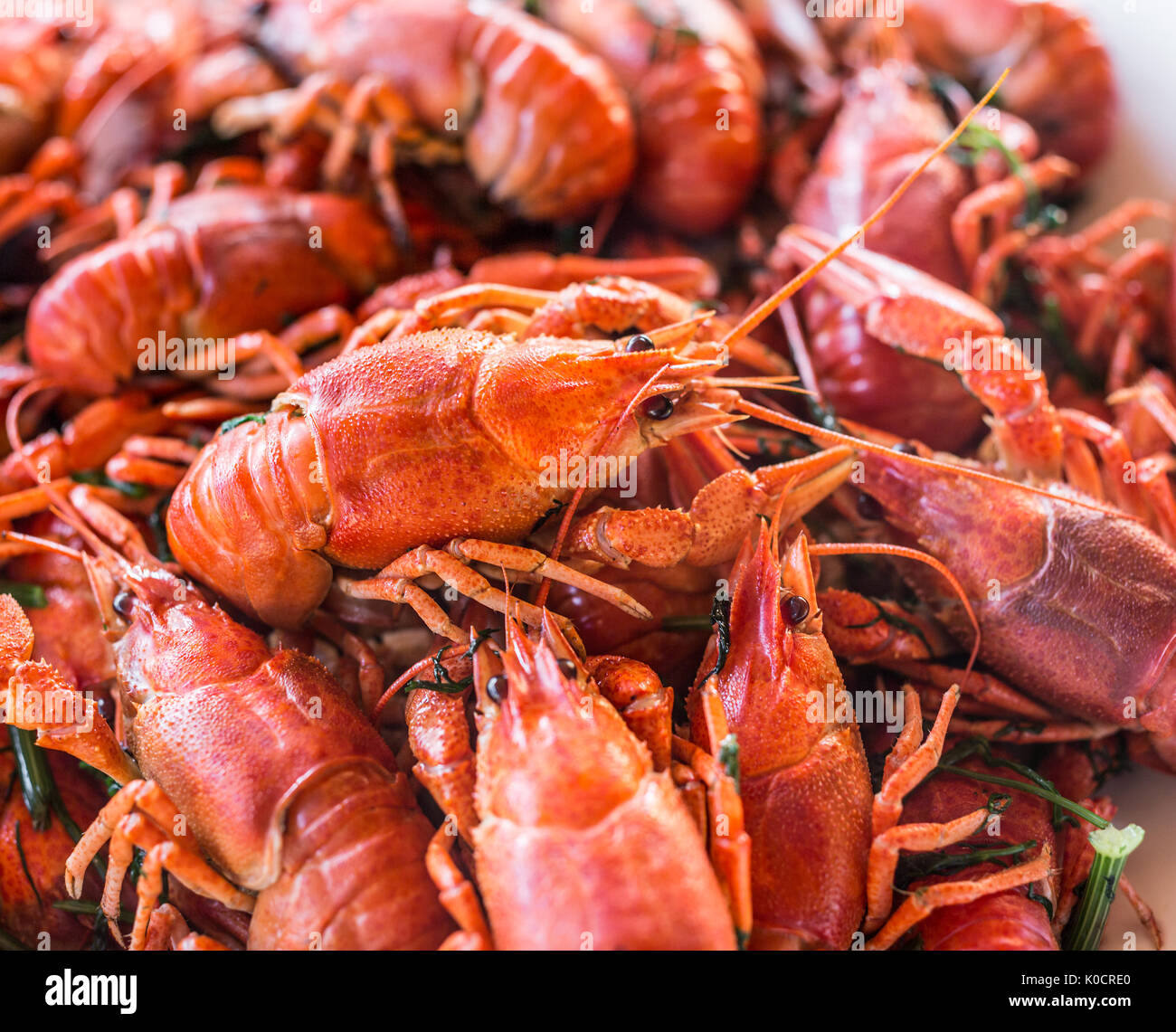 Noble crayfish hi-res stock photography and images - Alamy