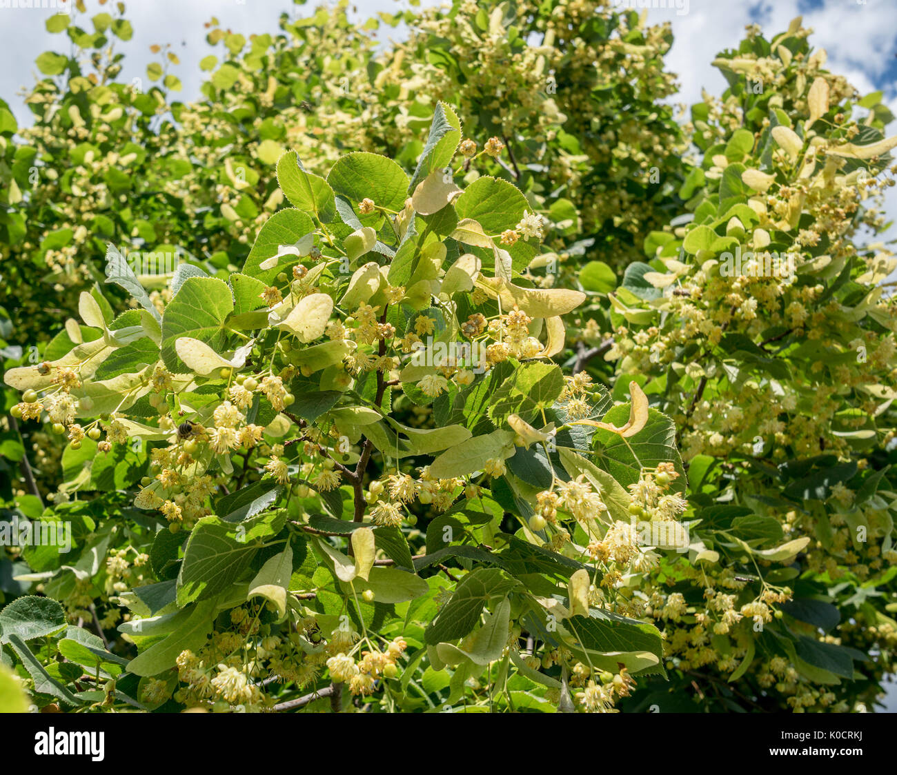 Linden tree in blossom. Nature background Stock Photo - Alamy