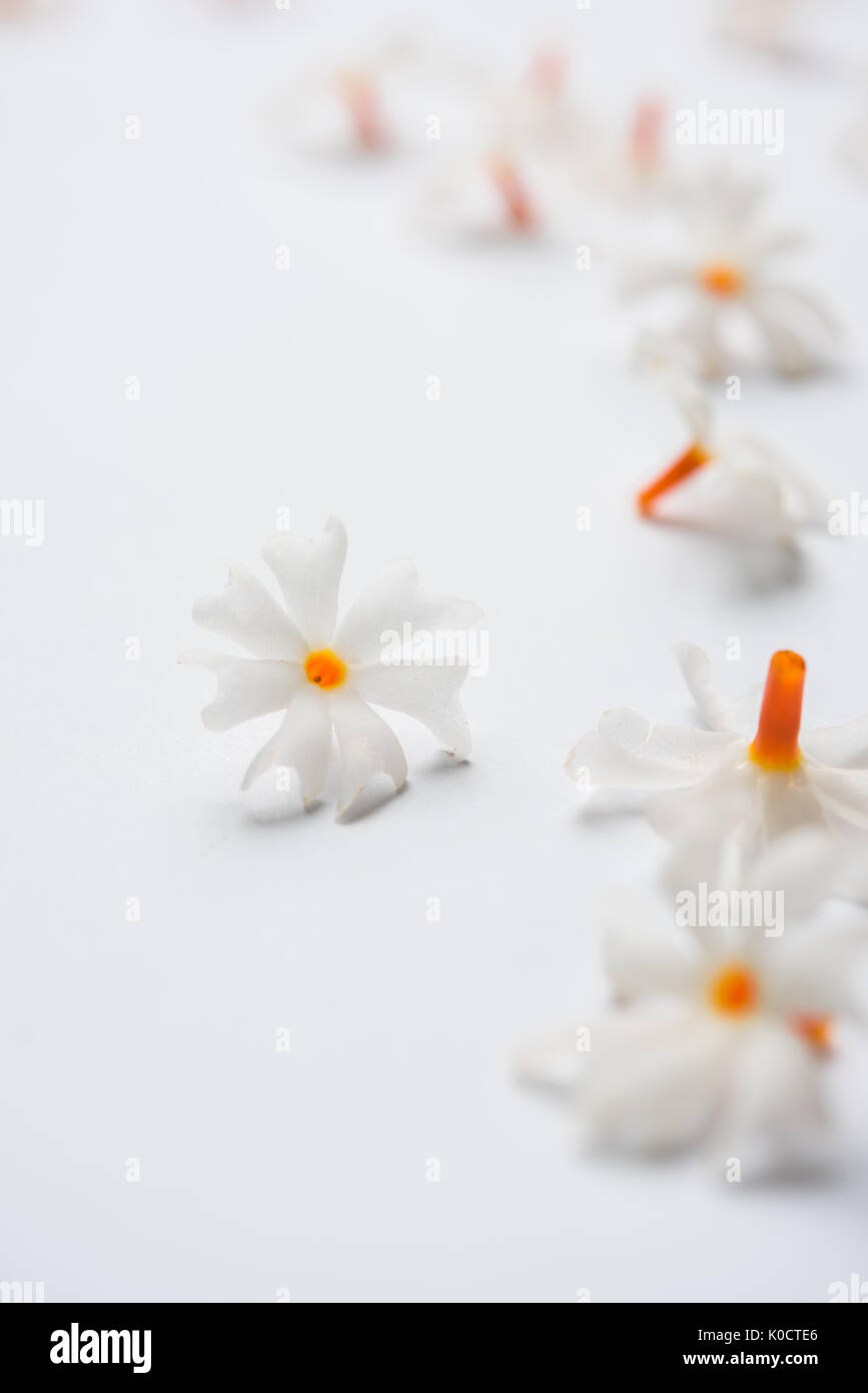 Prajakta hi-res stock photography and images - Alamy