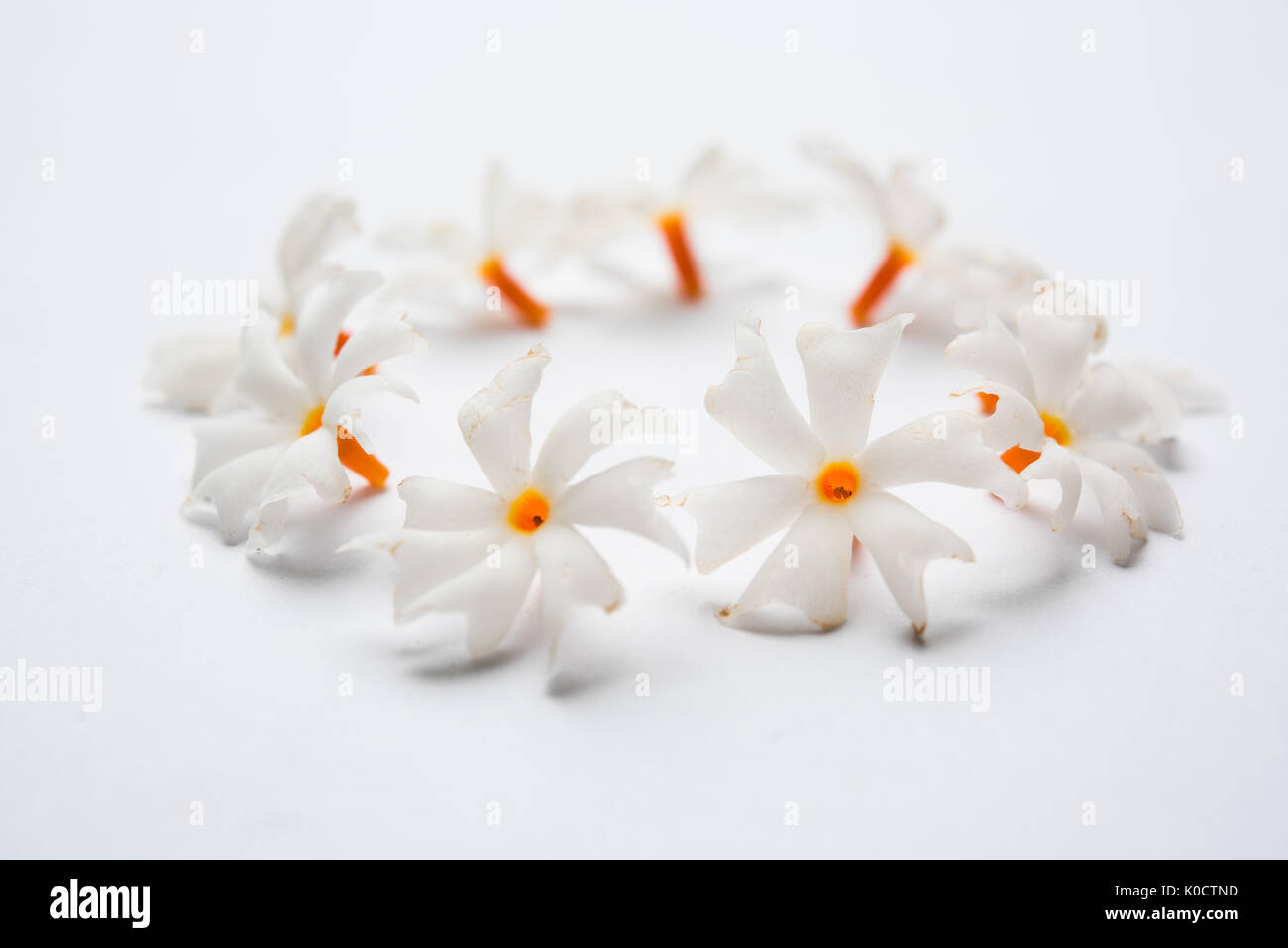 Nyctanthes arbor-tristis or Parijat or prajakt flower typically found ...