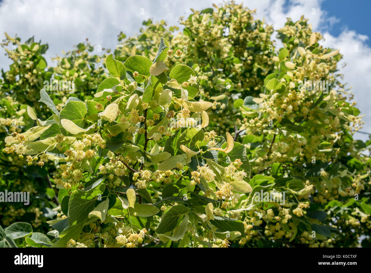Linden tree in blossom. Nature background Stock Photo - Alamy