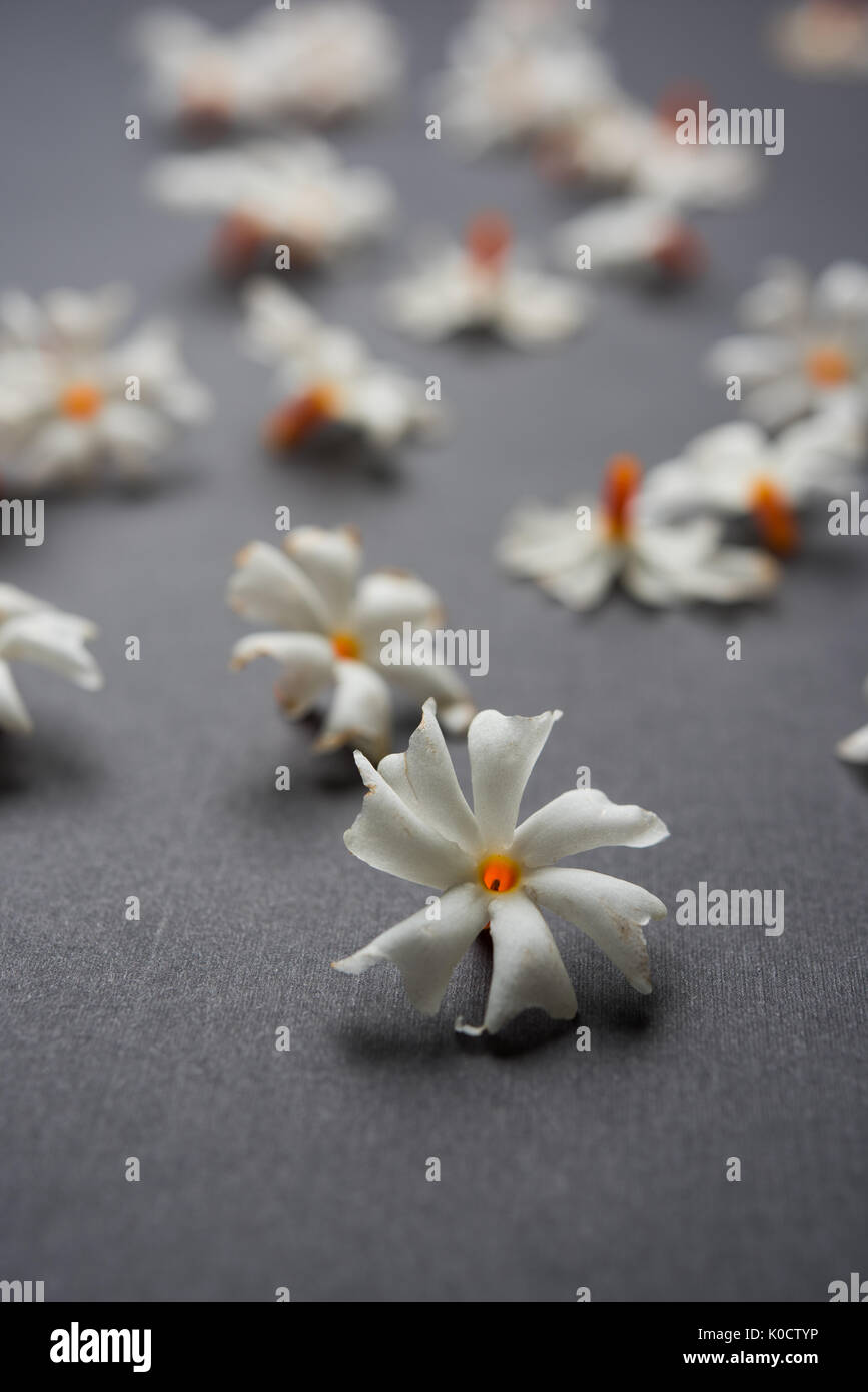 Prajakta hi-res stock photography and images - Alamy