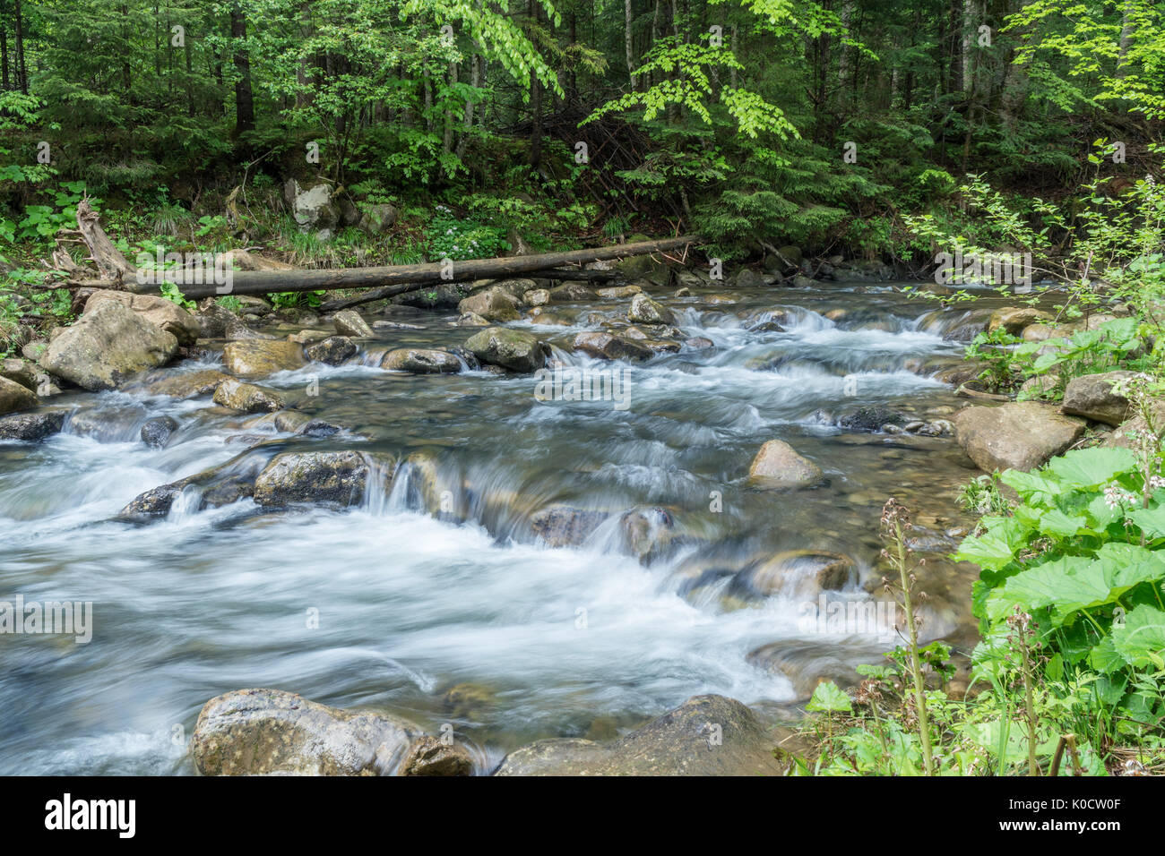 Stream summer hi-res stock photography and images - Alamy