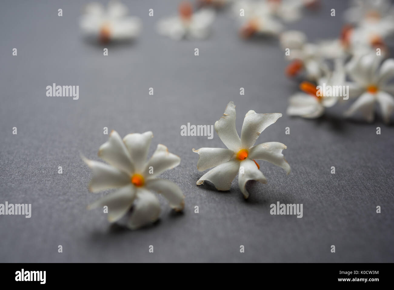 Prajakta hi-res stock photography and images - Alamy