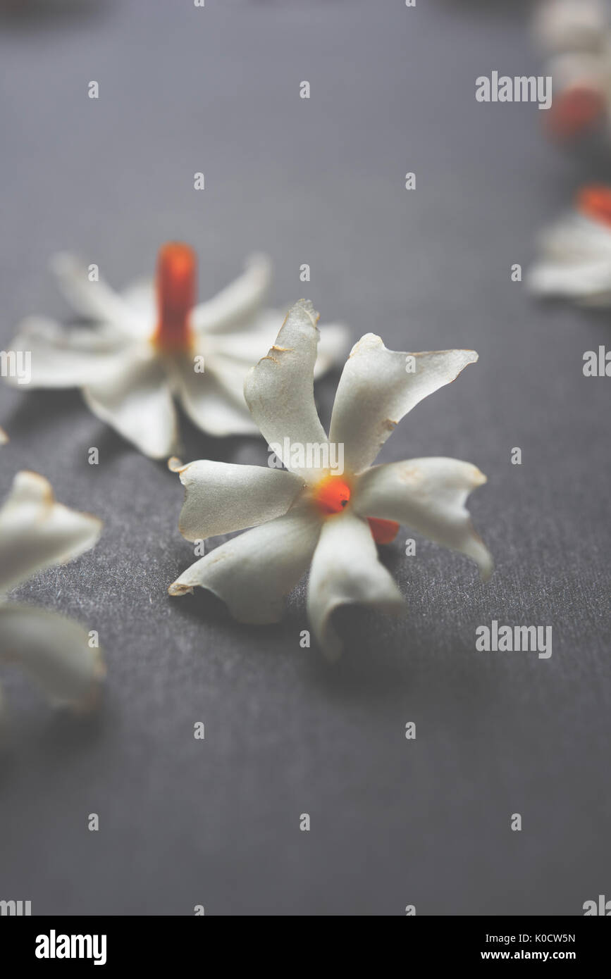 Prajakta hi-res stock photography and images - Alamy