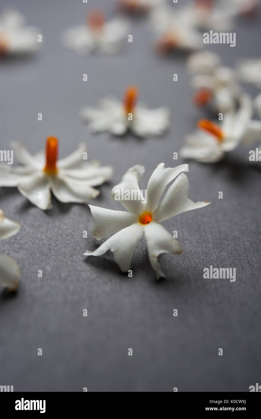 Prajakta hi-res stock photography and images - Alamy