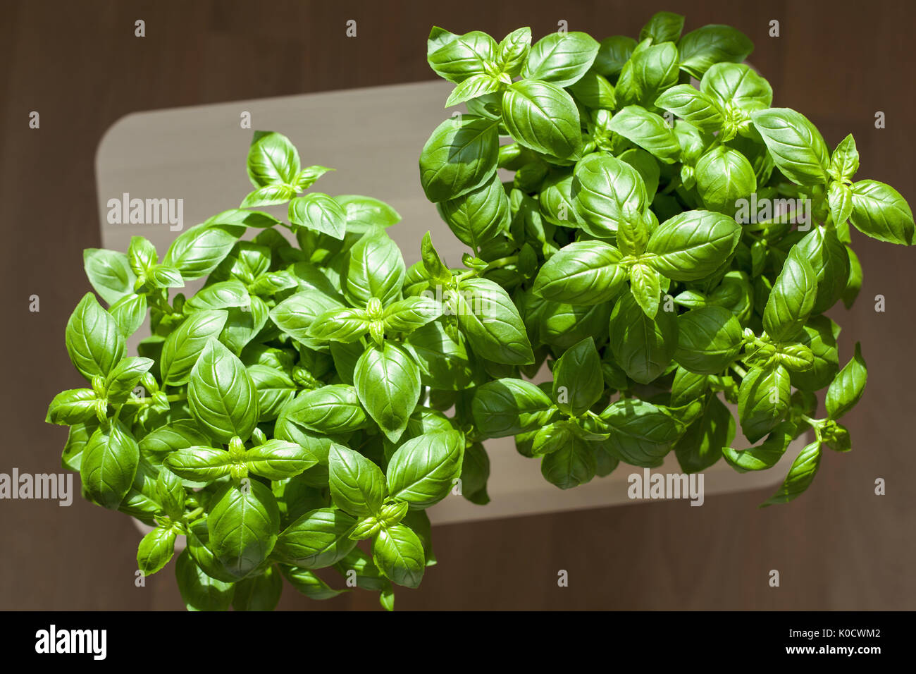 fresh basil herb in pot Stock Photo - Alamy