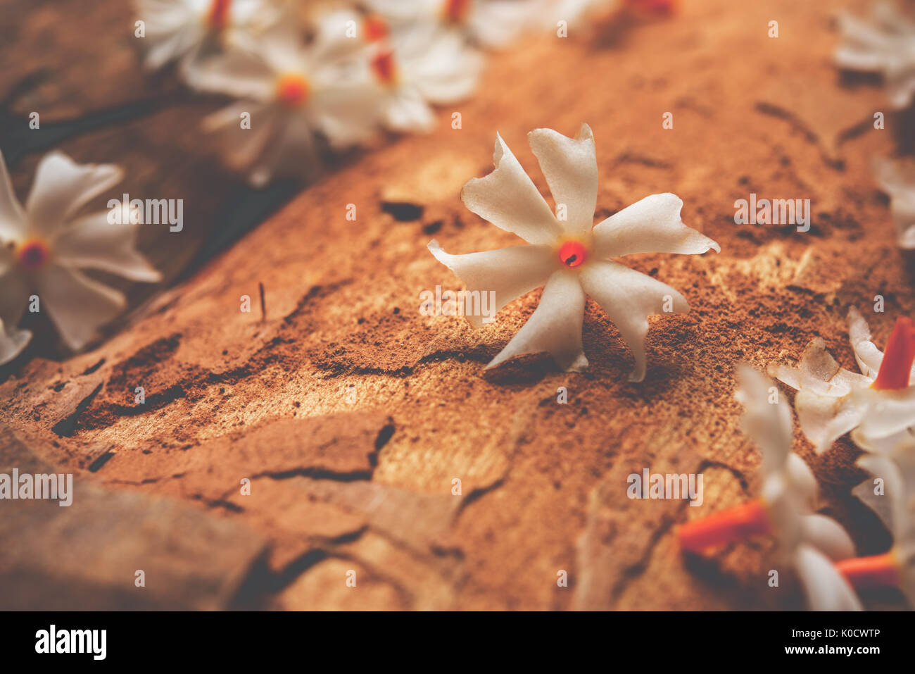 Prajakta hi-res stock photography and images - Alamy