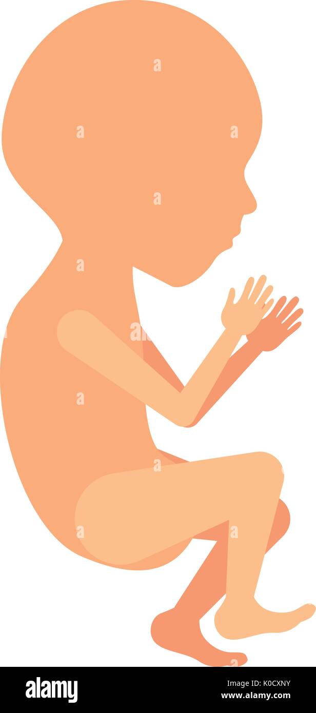 Umbilical view Stock Vector Images - Alamy