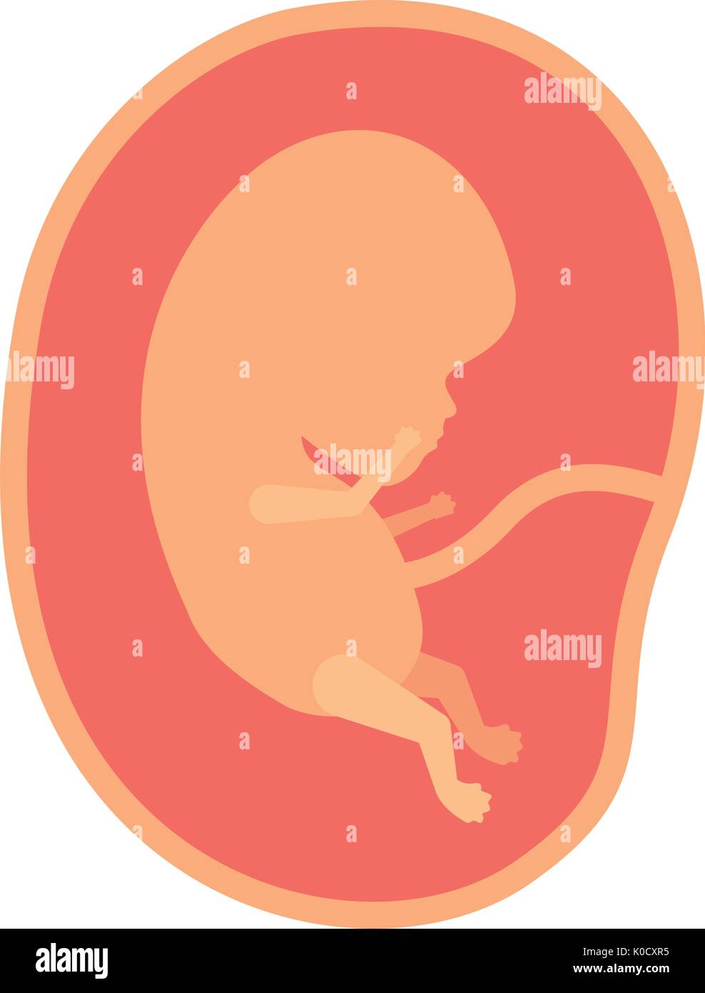 color silhouette of side view fetus human growth in placenta Stock ...