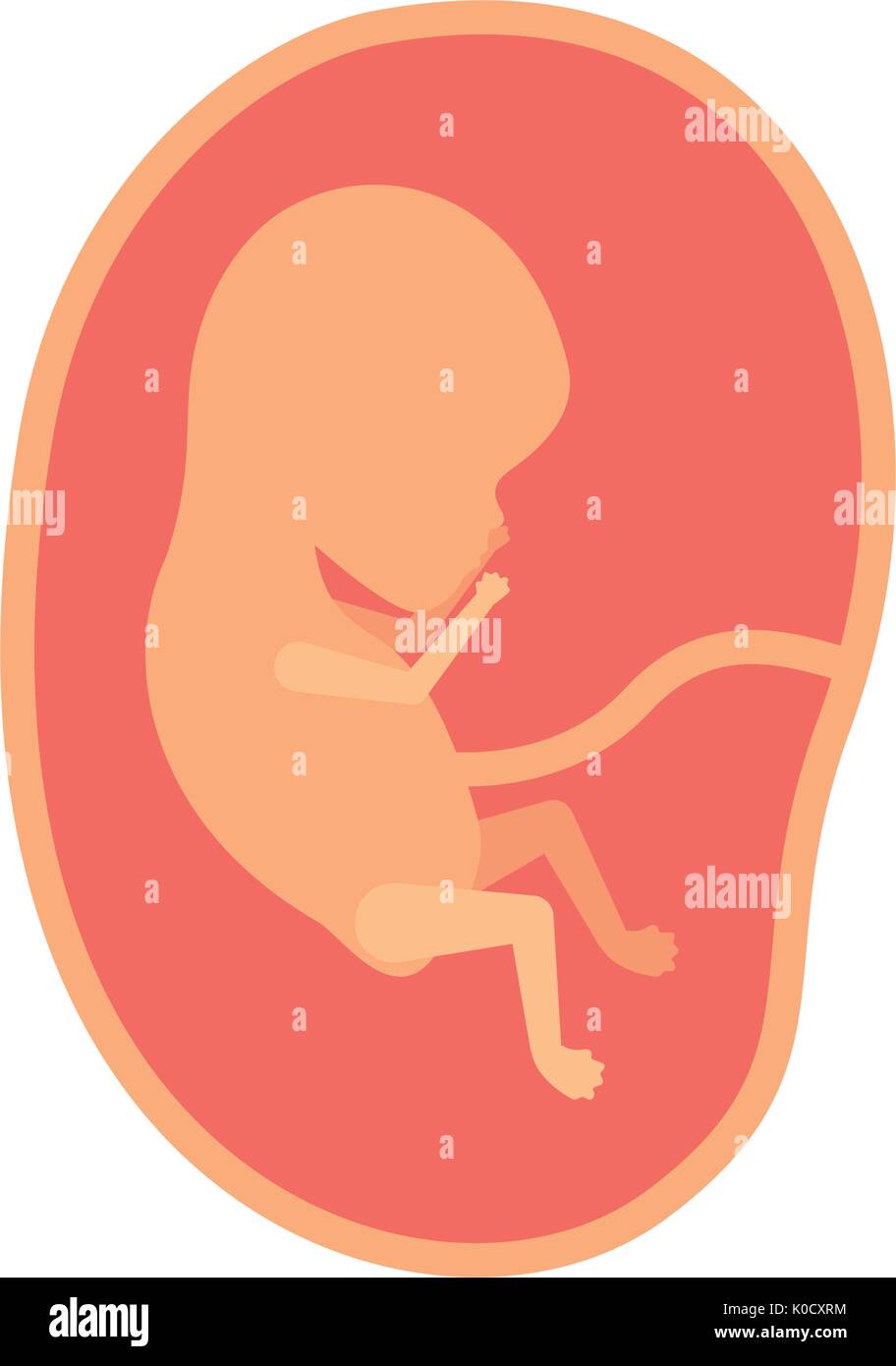 color silhouette of side view fetus human growth in placenta a few ...