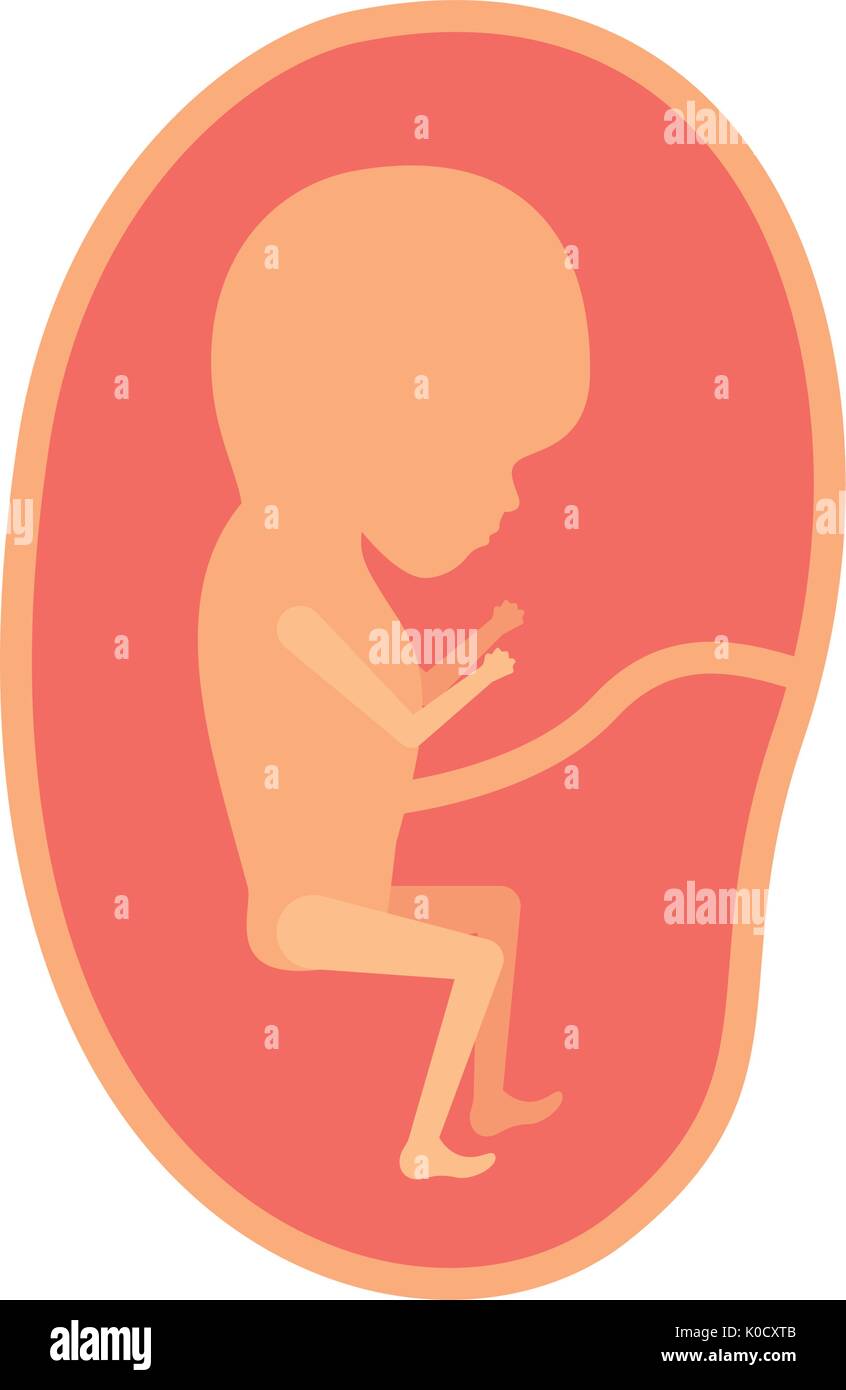 color silhouette of side view fetus human growth in placenta trimestrer ...