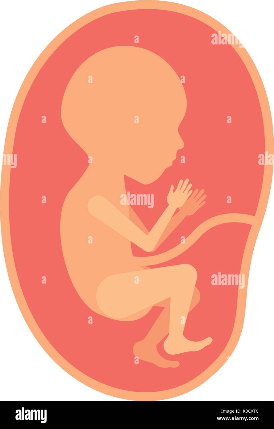 color silhouette of side view fetus human growth in placenta semestrer ...