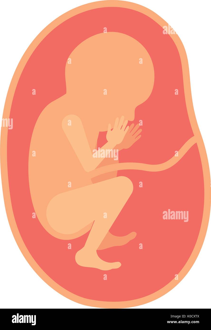 color silhouette of side view fetus human growth in placenta ninth ...
