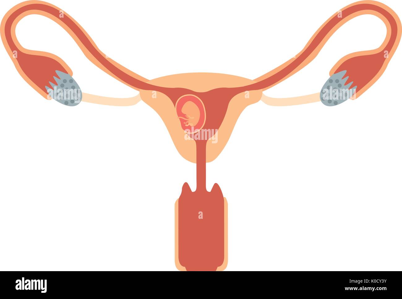 Color Silhouette Of Female Reproductive System Ovaries With Fetus Human