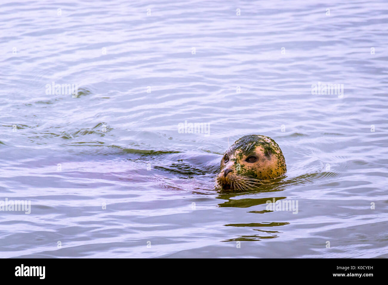 Sammy the seal Stock Photo - Alamy