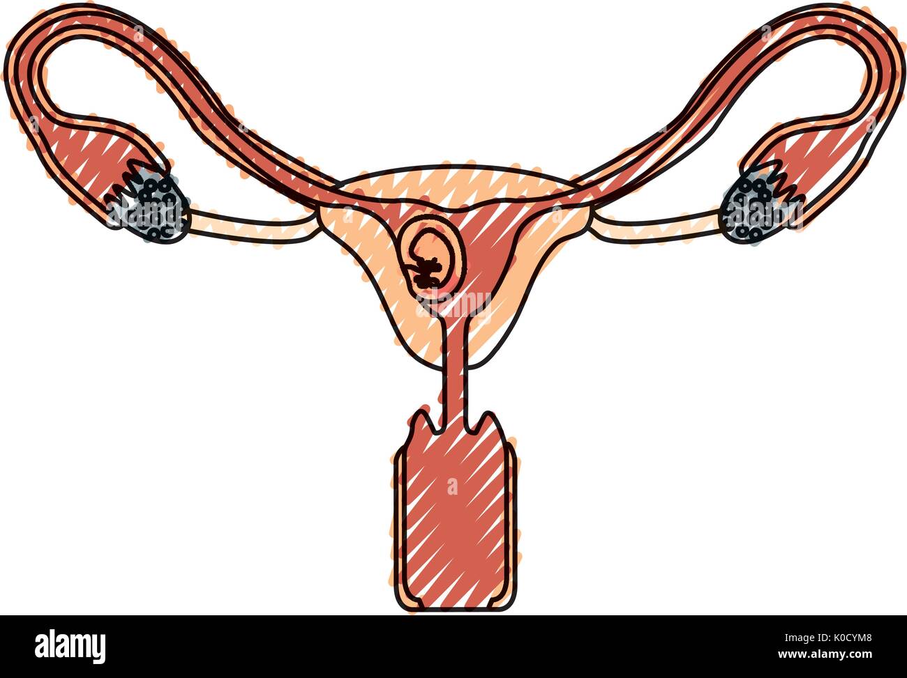Colored Crayon Silhouette Of Female Reproductive System Ovaries With