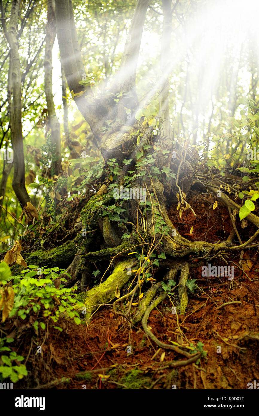 tree trunk and roots in forest with light beam Stock Photo - Alamy