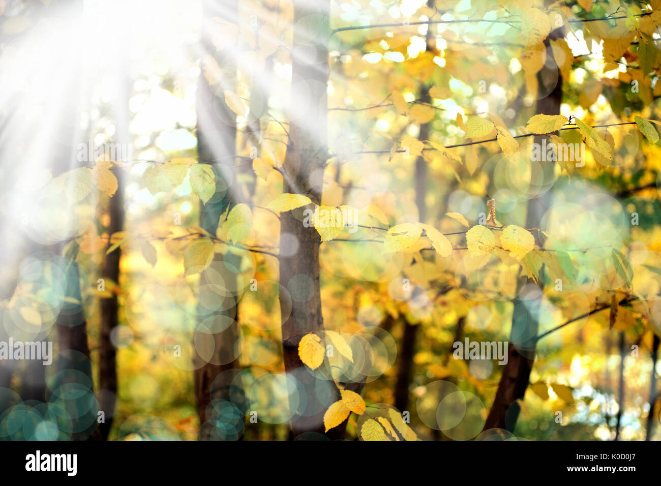 Background image of colorful autumn leaves and light Stock Photo - Alamy