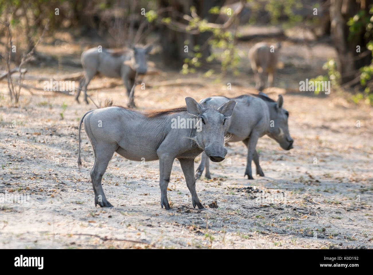 Warthogs. Mahango Game Reserve, Bwabwata National Park, Kavango ...