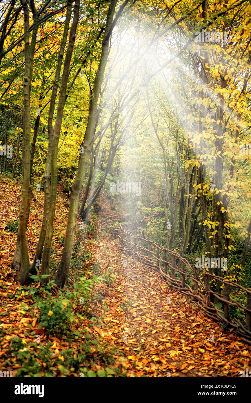 Sunbeams leaves hi-res stock photography and images - Alamy