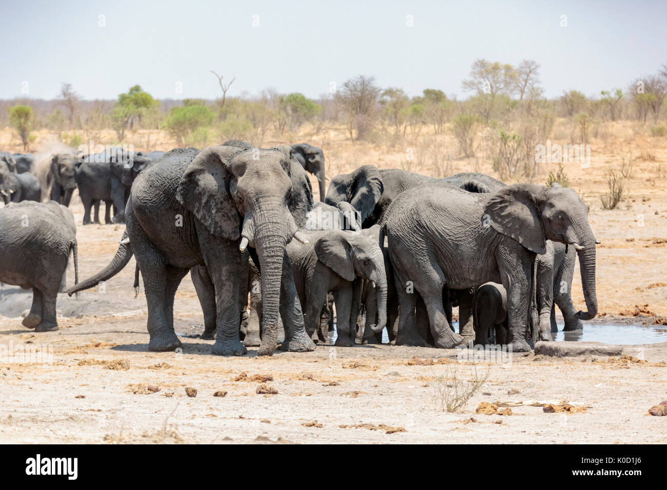 Elephants kalahari namibia hi-res stock photography and images - Alamy