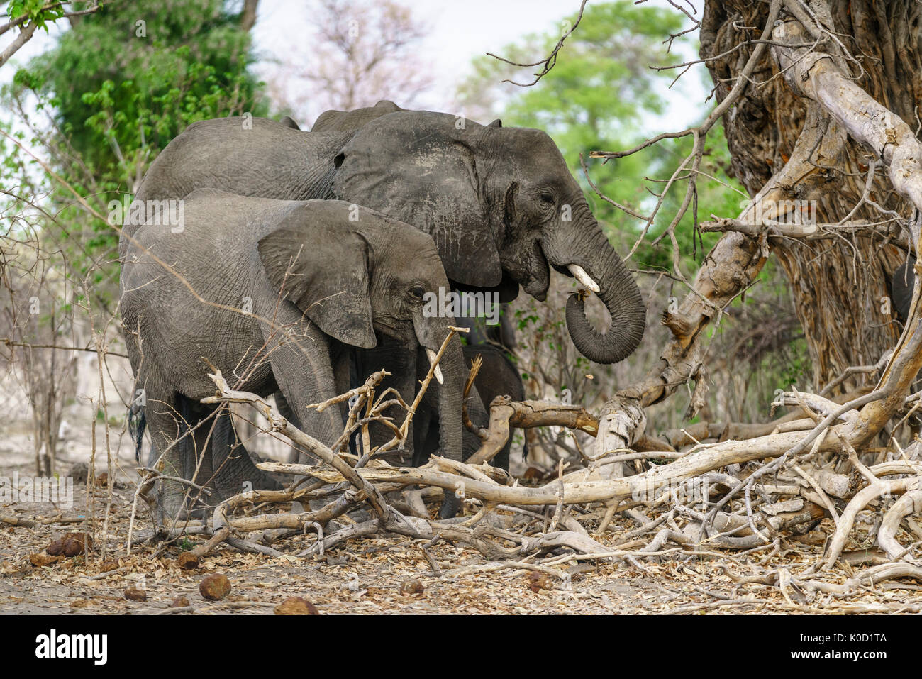 Adult elephant with young one. Mahango Game Reserve, Bwabwata National ...