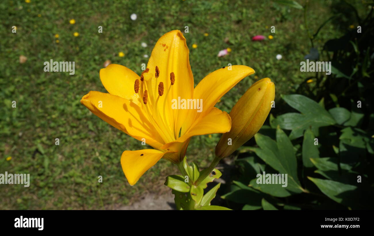 flower yellow lily summer garden Stock Photo - Alamy