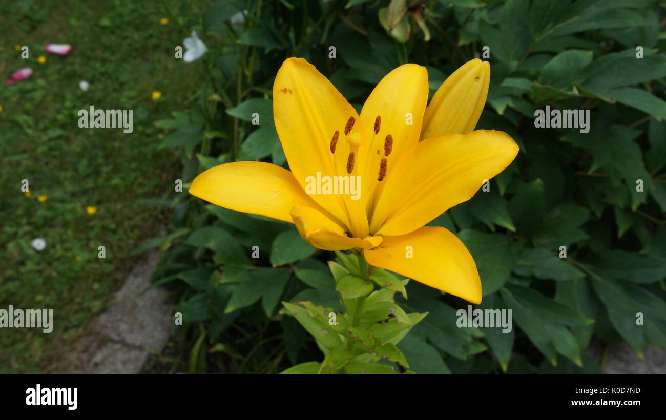 Lily detail blossom yellow hi-res stock photography and images - Alamy