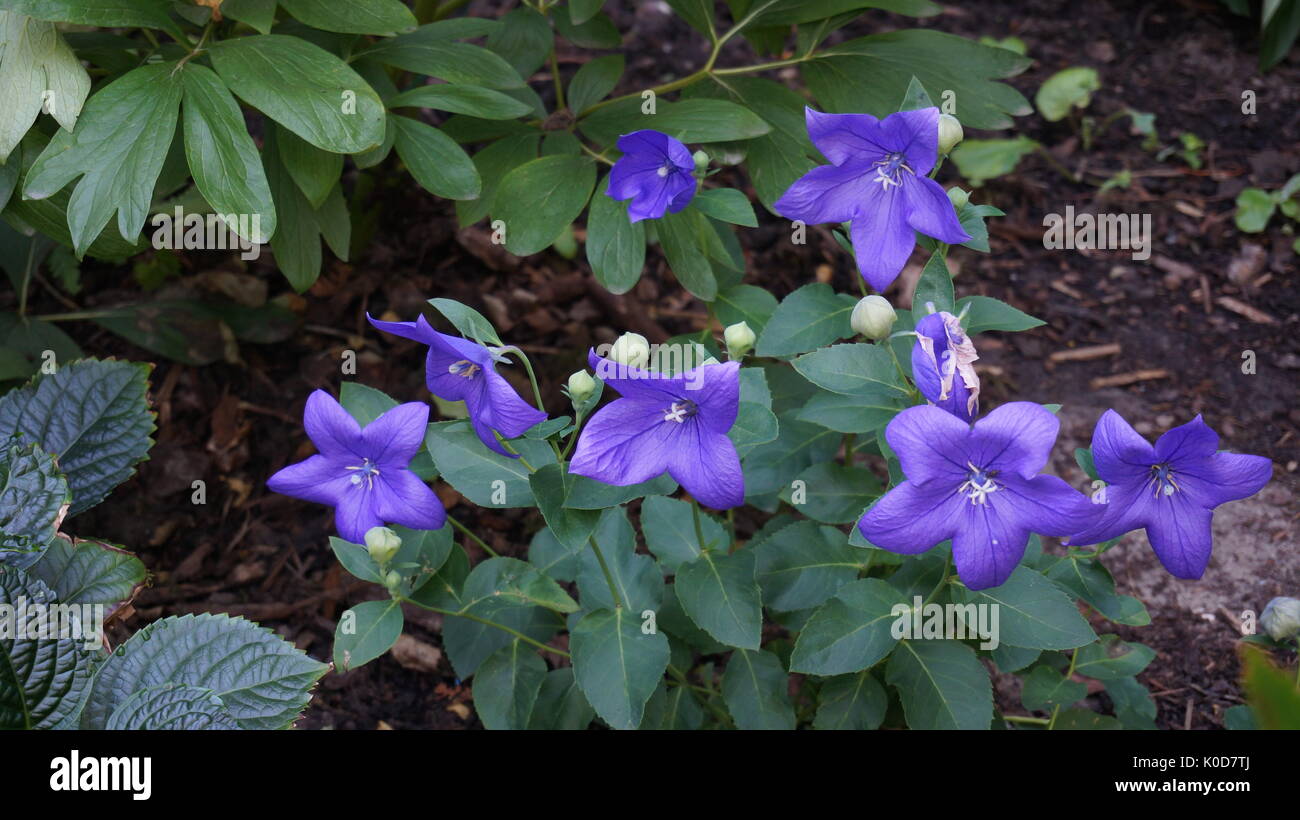 Blue bell flower hi-res stock photography and images - Alamy