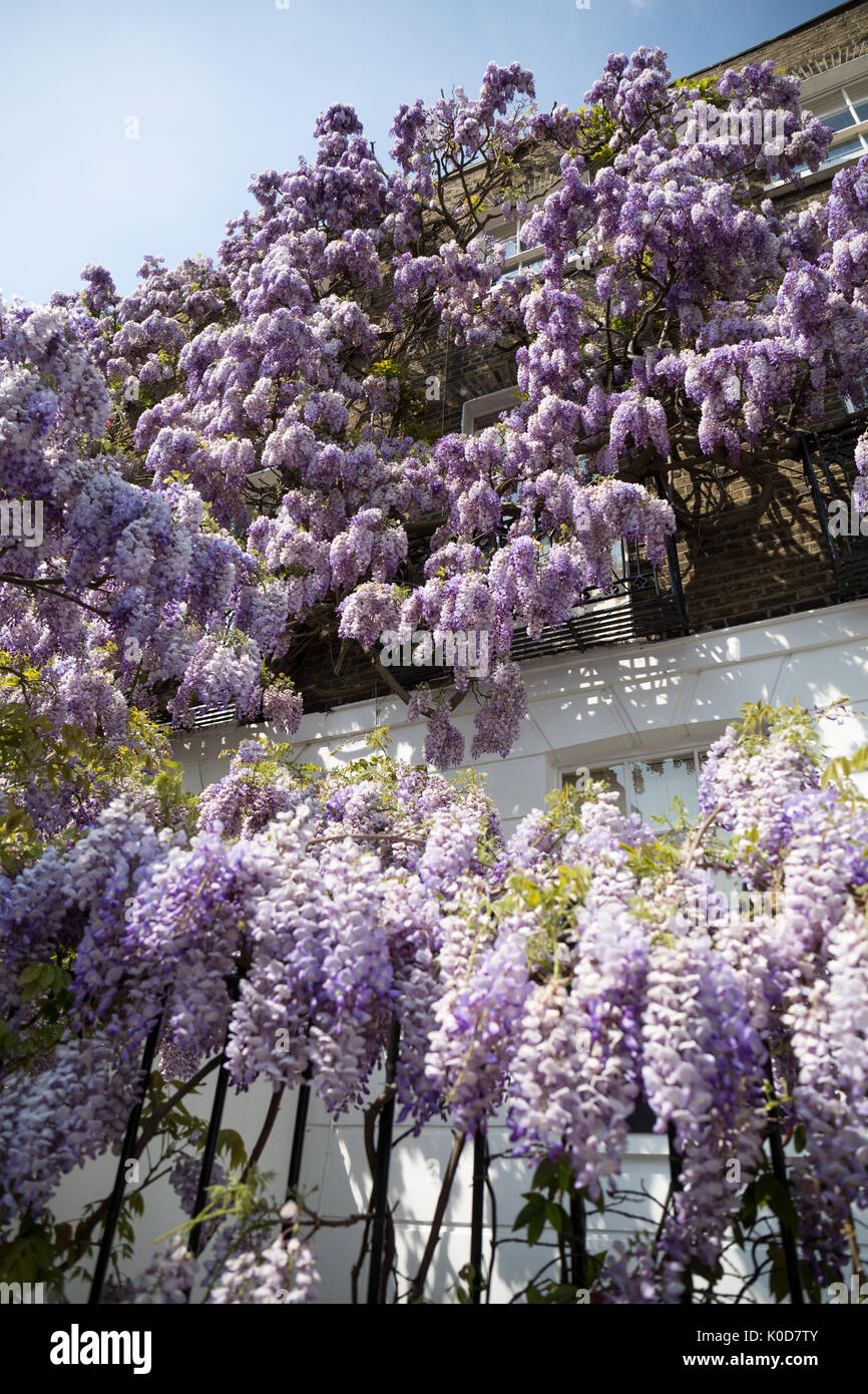 Wisteria covering a building hi-res stock photography and images - Alamy
