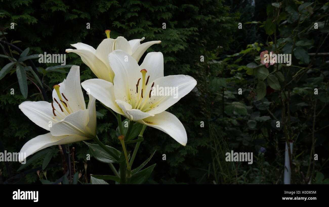Spring white lily hi-res stock photography and images - Alamy