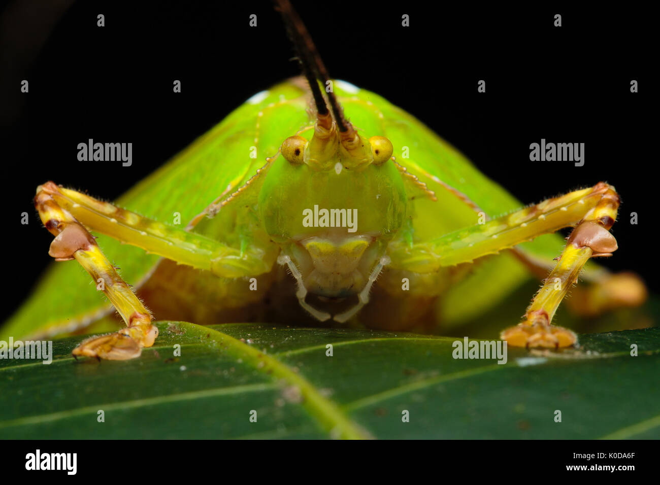 Despoina hi-res stock photography and images - Alamy