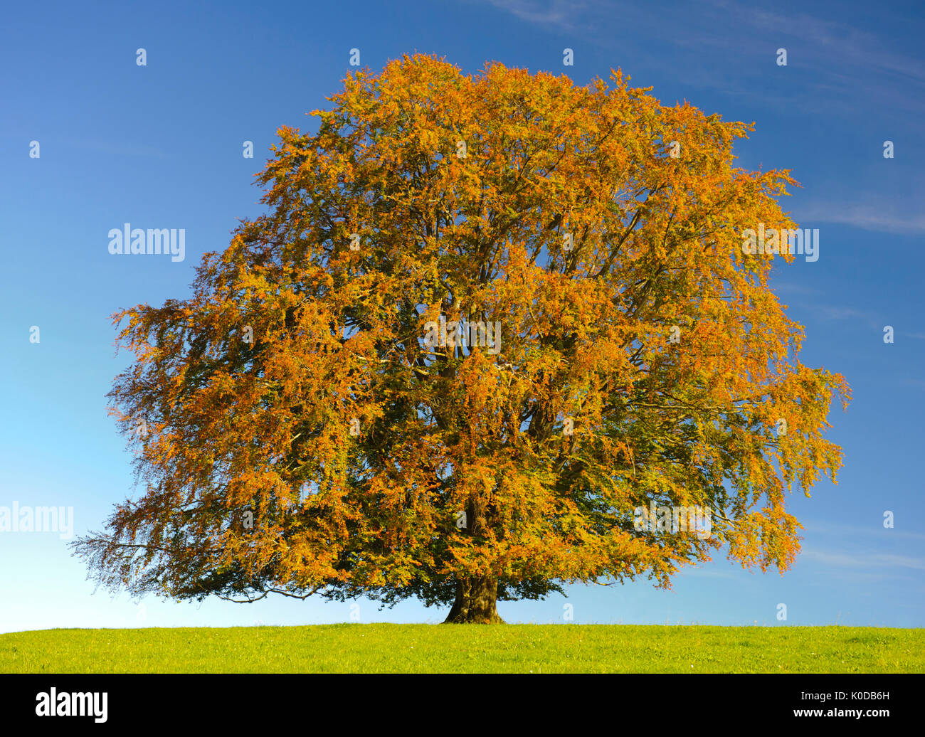 colorful single old beech tree in medow at autumn Stock Photo - Alamy