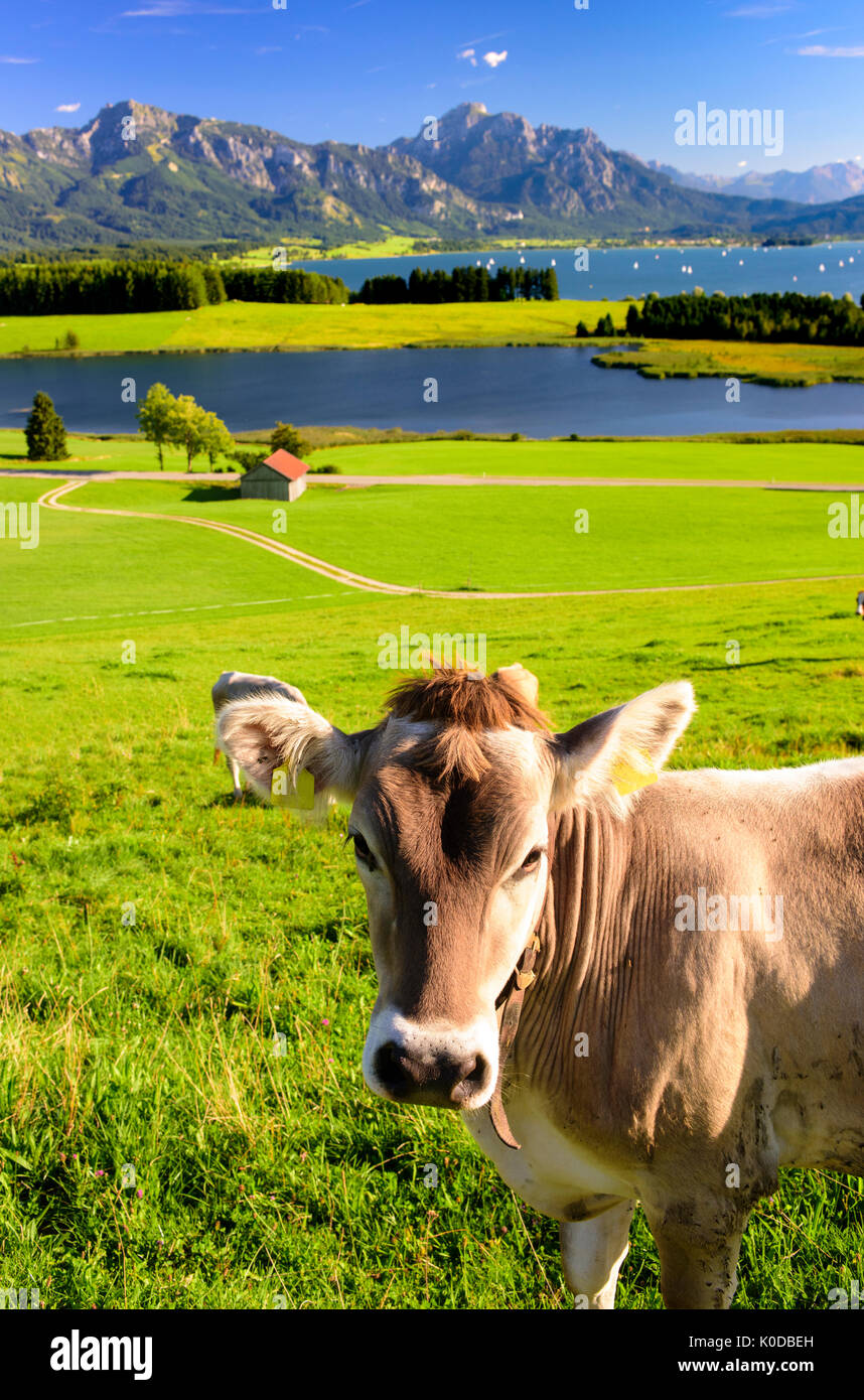 Single cow hi-res stock photography and images - Alamy