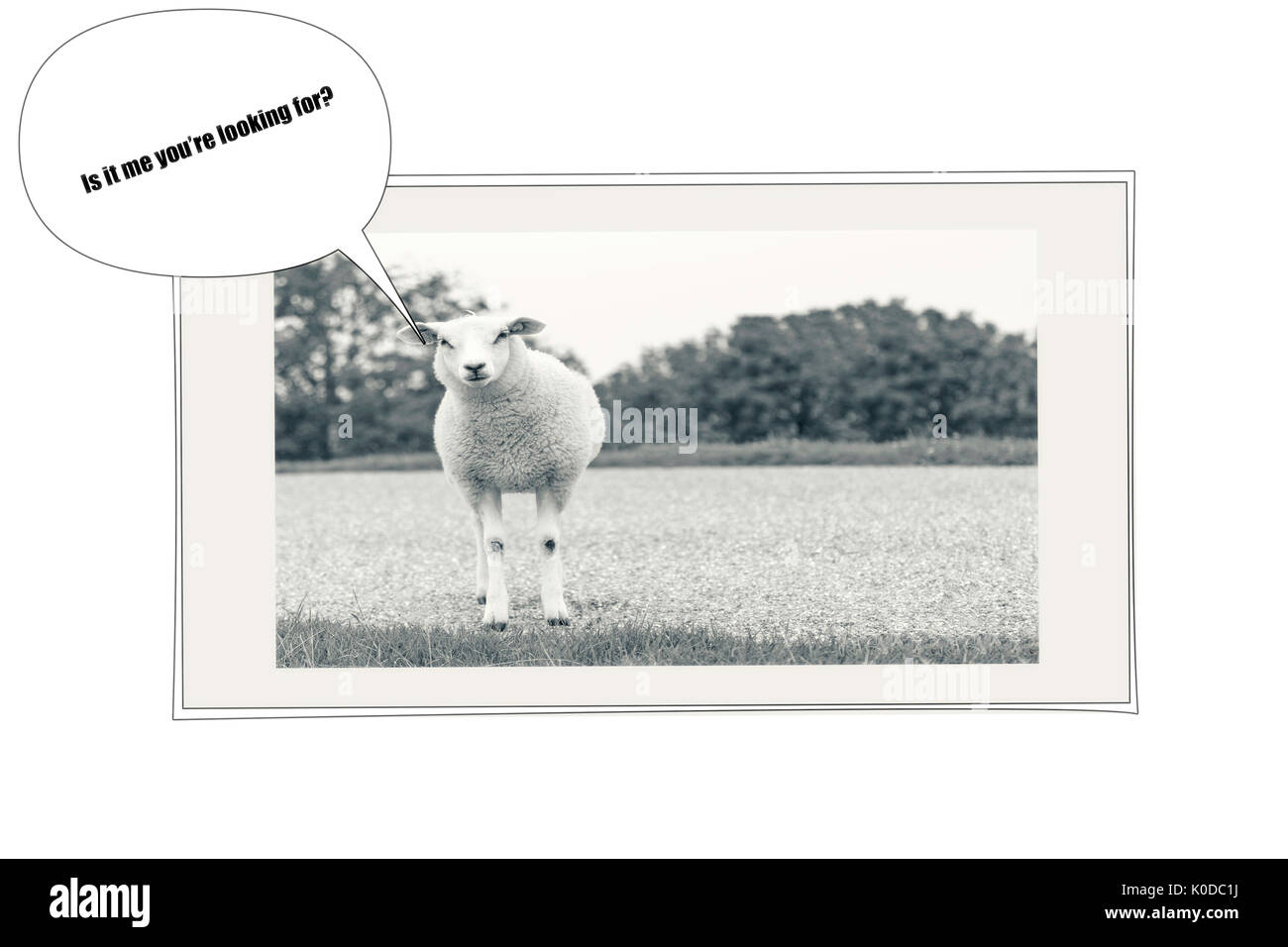 Sheep portrait in black and white. Edited with frame and with funny ...